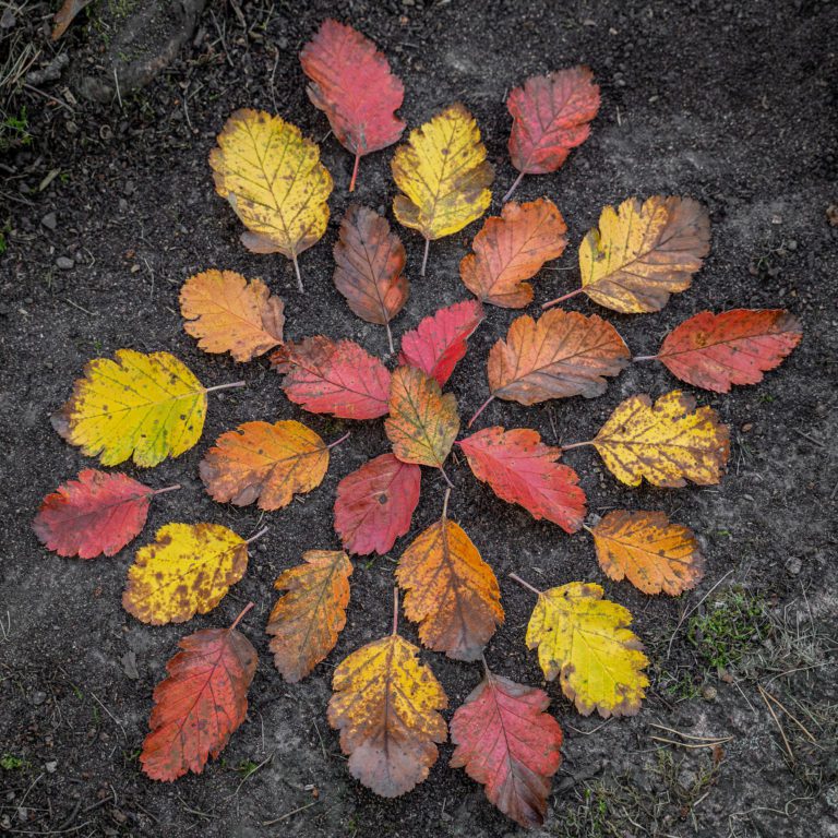 5 lekar för kalas i skogen (och gratis skogsbingo!) – Crafty Barmaid
